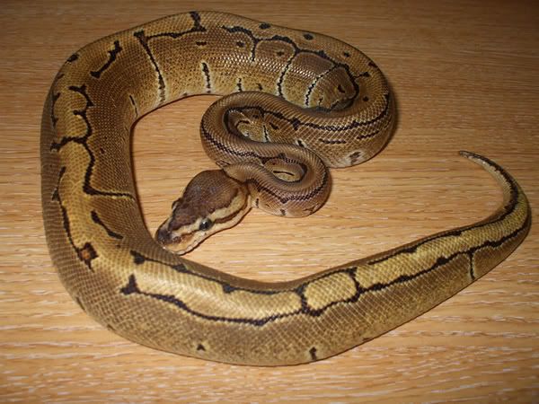 Royal Python Morph Sale !!!! | Reptile Forums